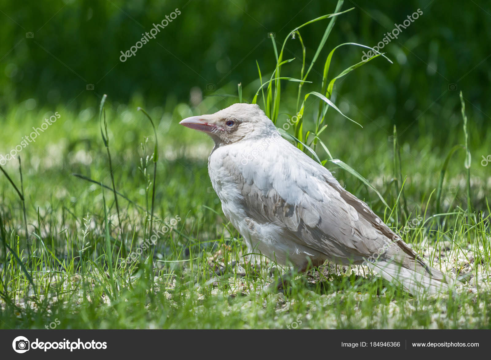 Albino Crow
