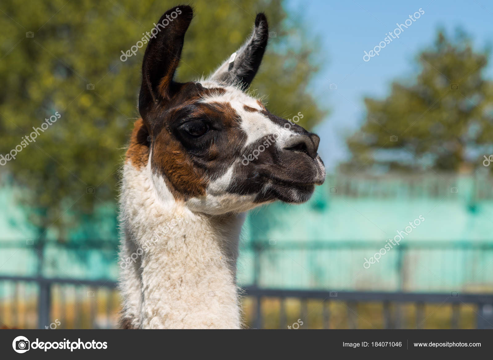 Closeup head lama — Stock Photo © tankist276 #184071046