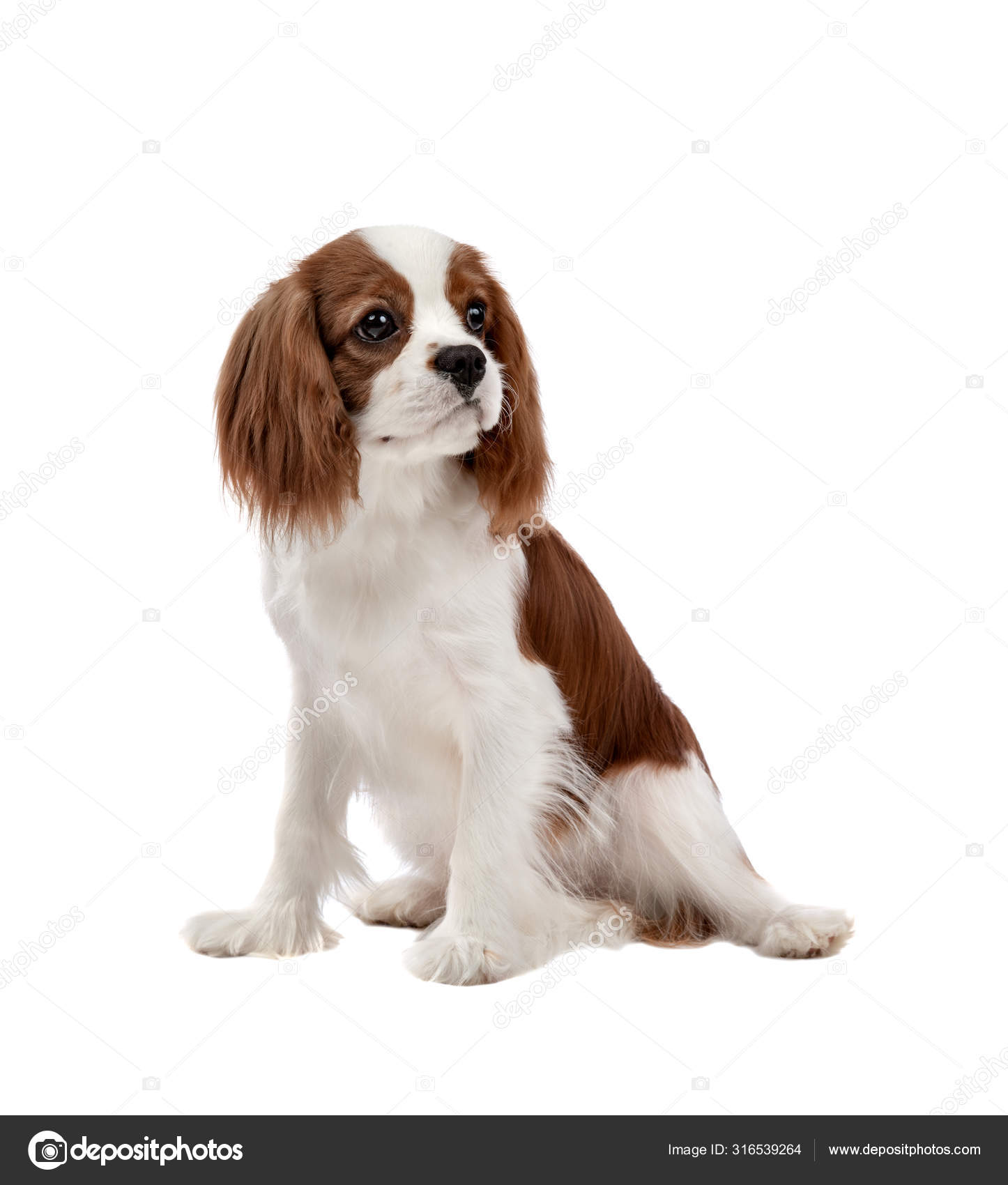 Cavalier King Charles Spaniel — Stock Photo © tankist276 #316539264