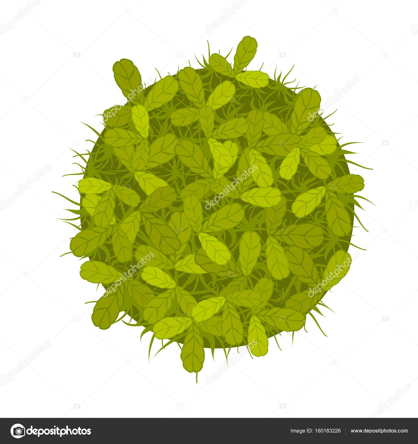 Plants Top View Vector