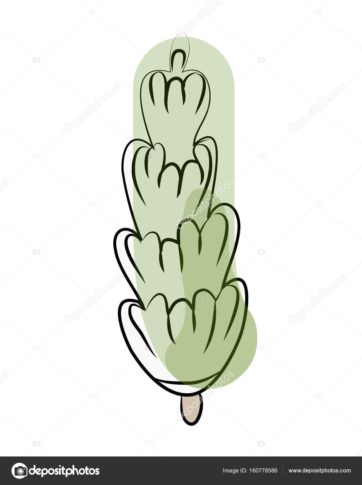 Green cypress tree sketch. Vector illustration, isolated on white ...