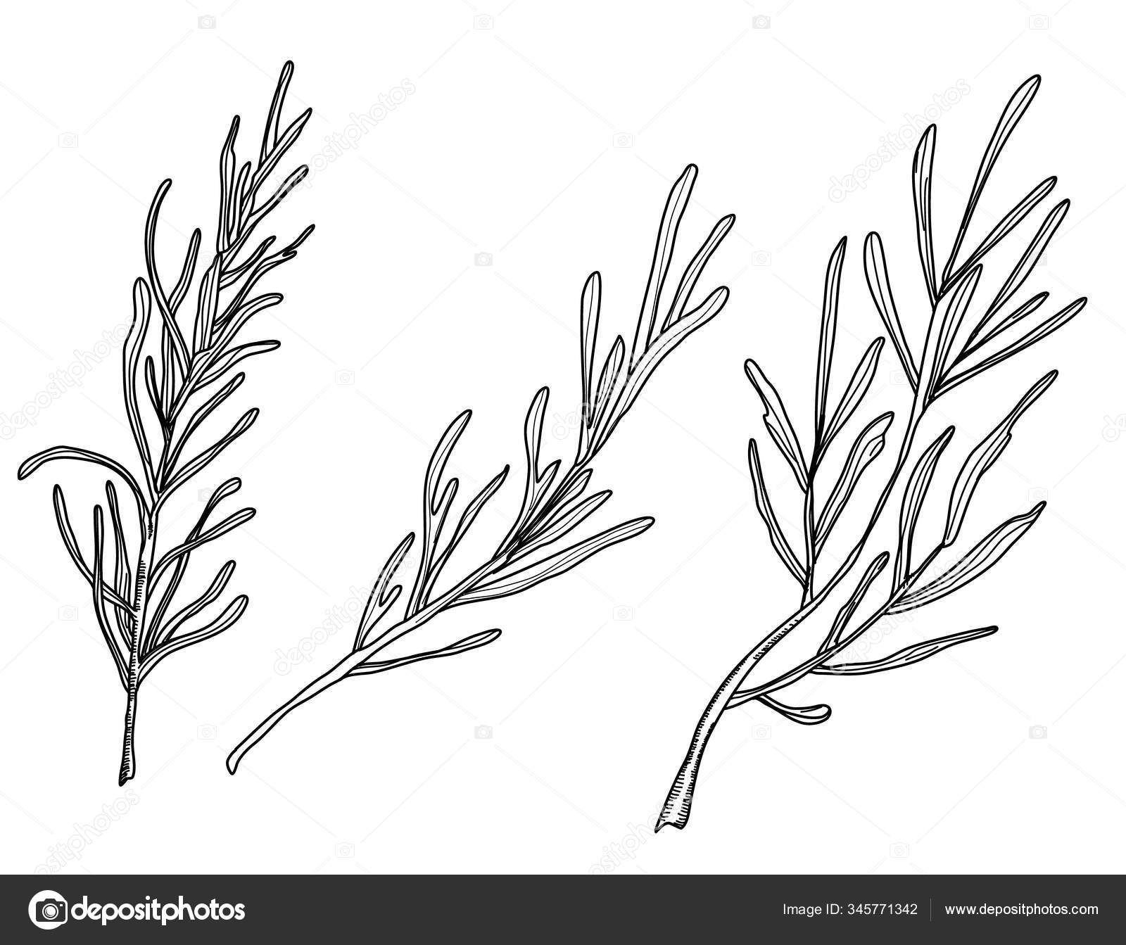 Rosemary set isolated on white background, culinary herb collection ...
