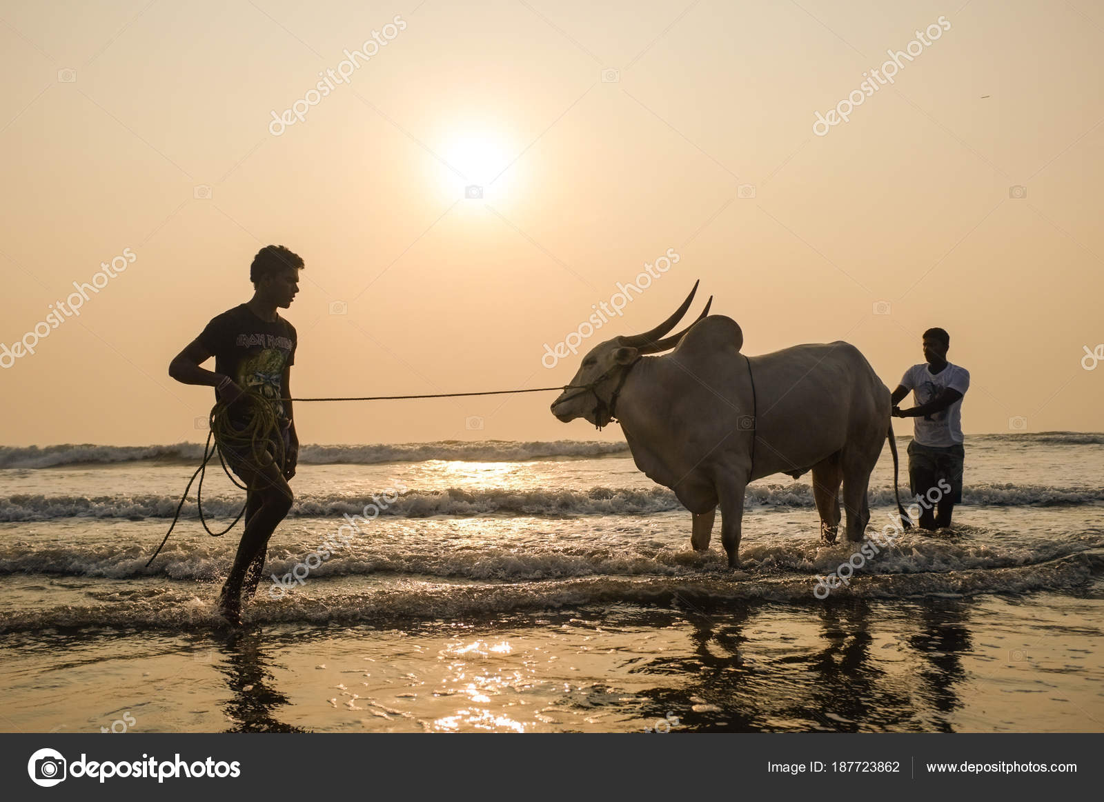 Two men holding and splashing cow in the sea at sunset. – Stock ...