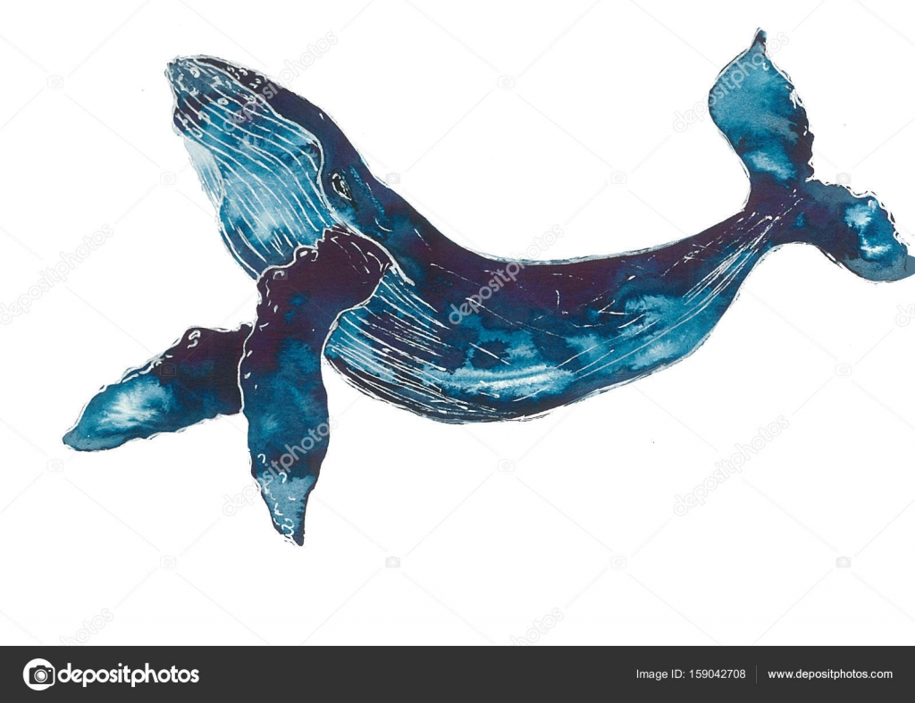 Whale ink sketch Stock Vector Image by ©A_Chan #159042708