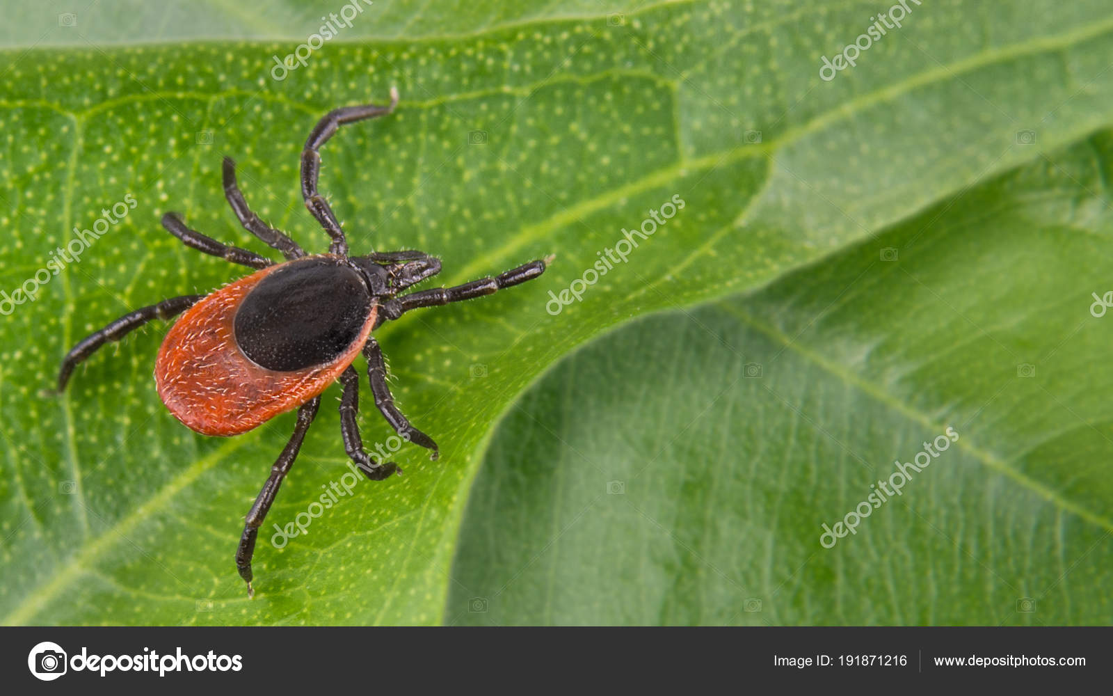Castor bean tick on a green background. Ixodes ricinus Stock Photo by ...
