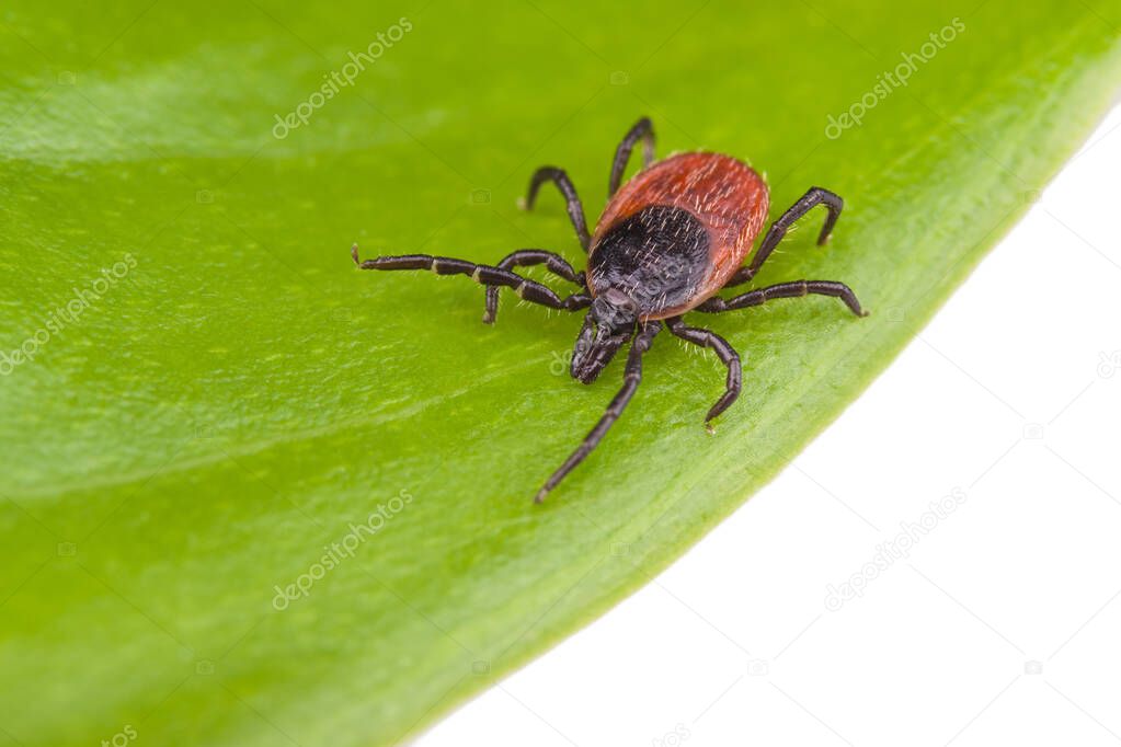 garrapata de ciervo en hoja verde aislado sobre fondo blanco. Ixodes ...