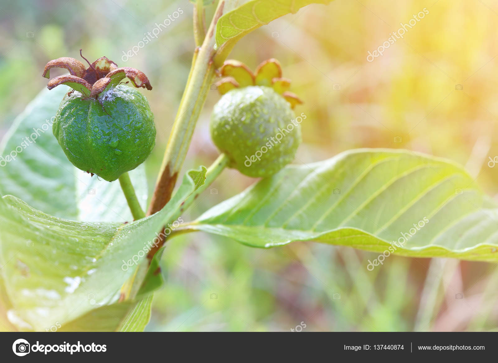 Young guava fruit with rain drops on tree Stock Photo by ©kongsky 137440874