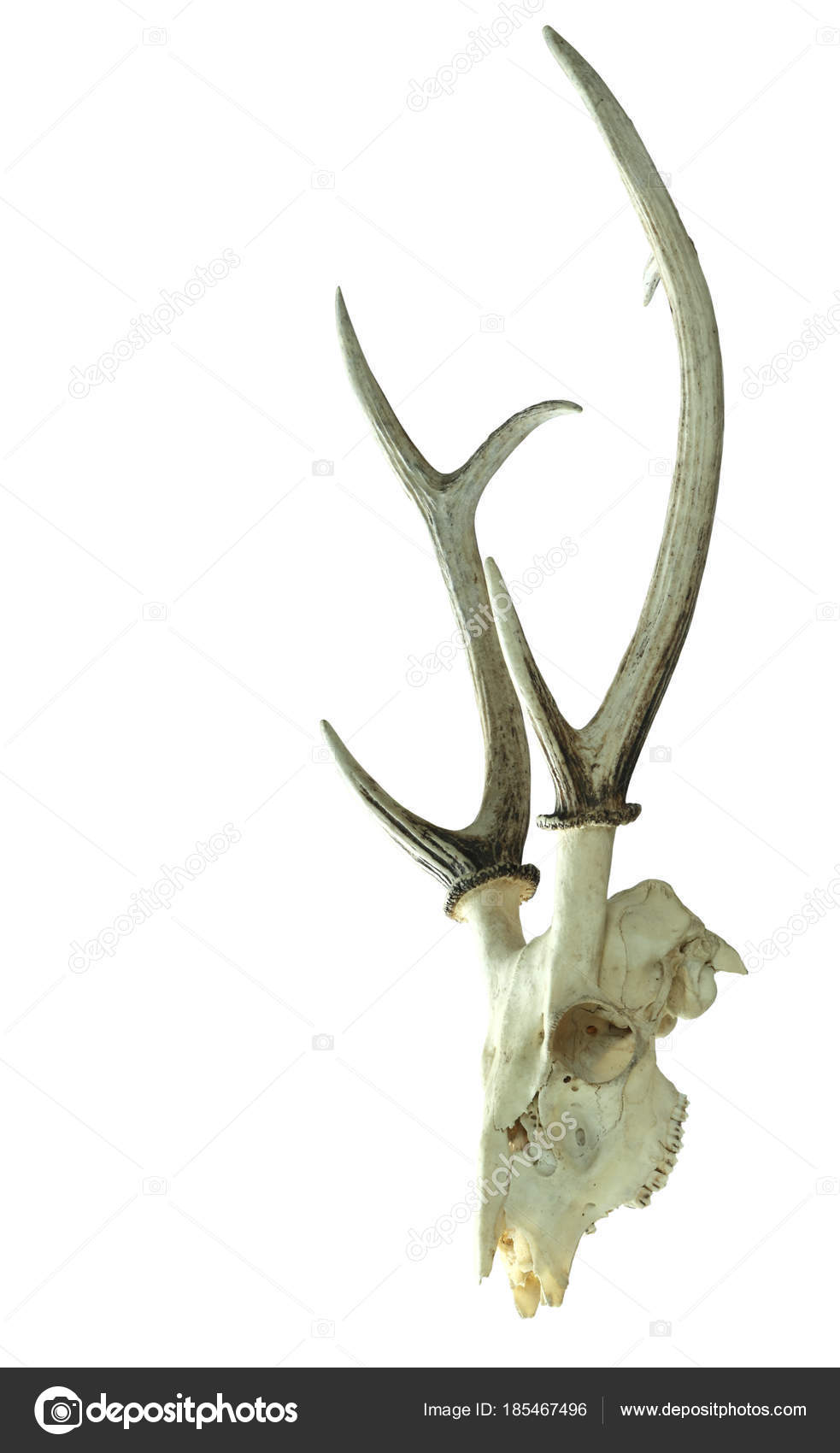 Deer Skull Anatomy