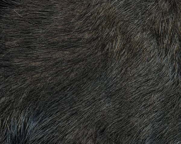 Fur texture Stock Photos, Royalty Free Fur texture Images | Depositphotos