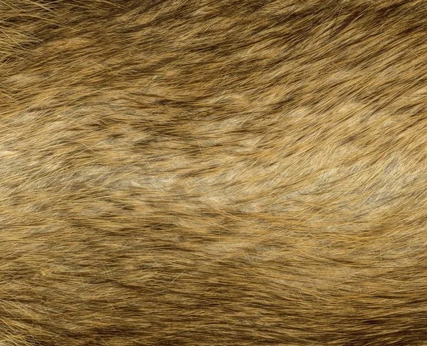 Fur texture Stock Photos, Royalty Free Fur texture Images | Depositphotos