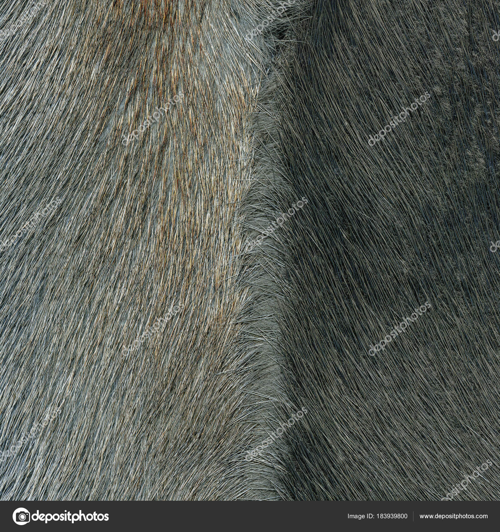 Two Tints Gray Fur Texture Background Useful Design Works Stock Photo ...