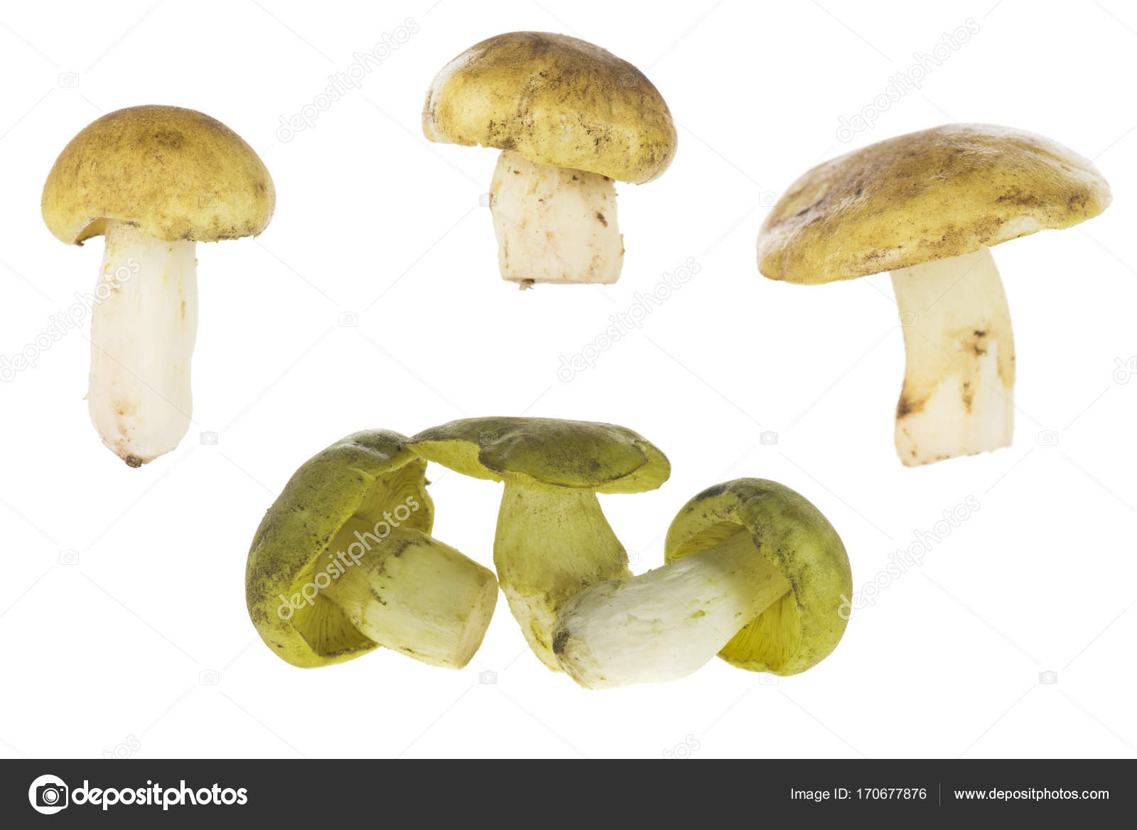 Different types of mushrooms Stock Photo by ©VadimVasenin 170677876