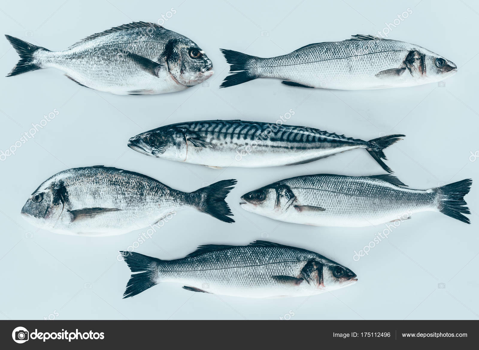 Top View Various Uncooked Sea Fish Isolated Grey — Stock Photo ...