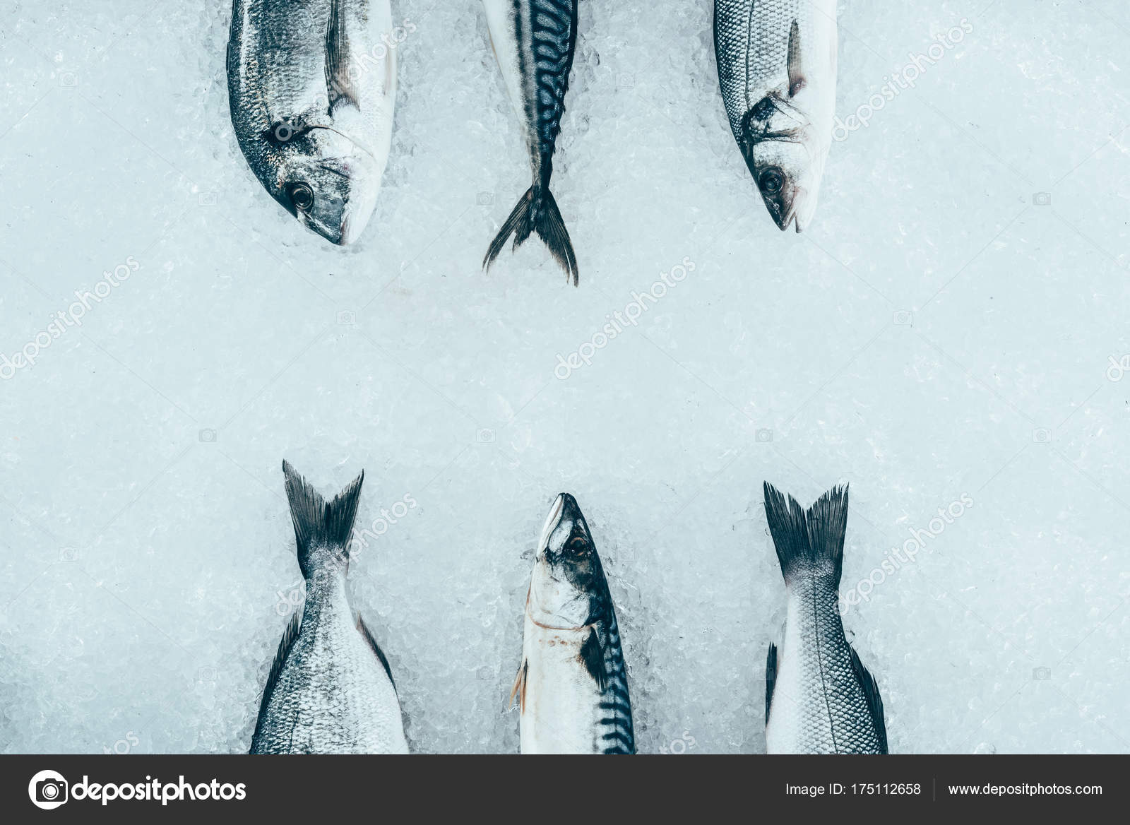Top View Assorted Uncooked Organic Sea Fish Ice — Stock Photo ...