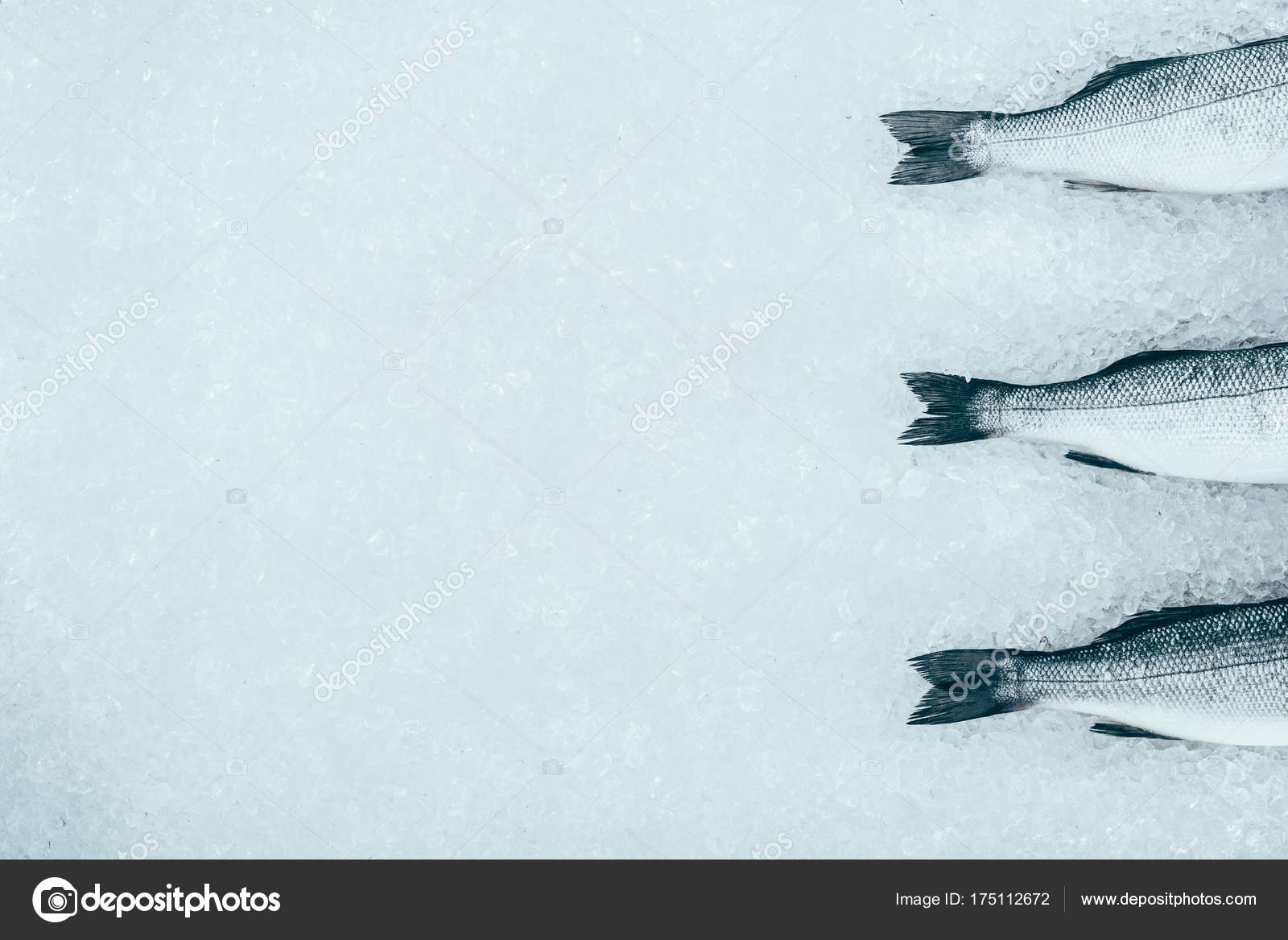 Top View Fresh Raw Sea Bass Fish Ice — Stock Photo © VadimVasenin ...