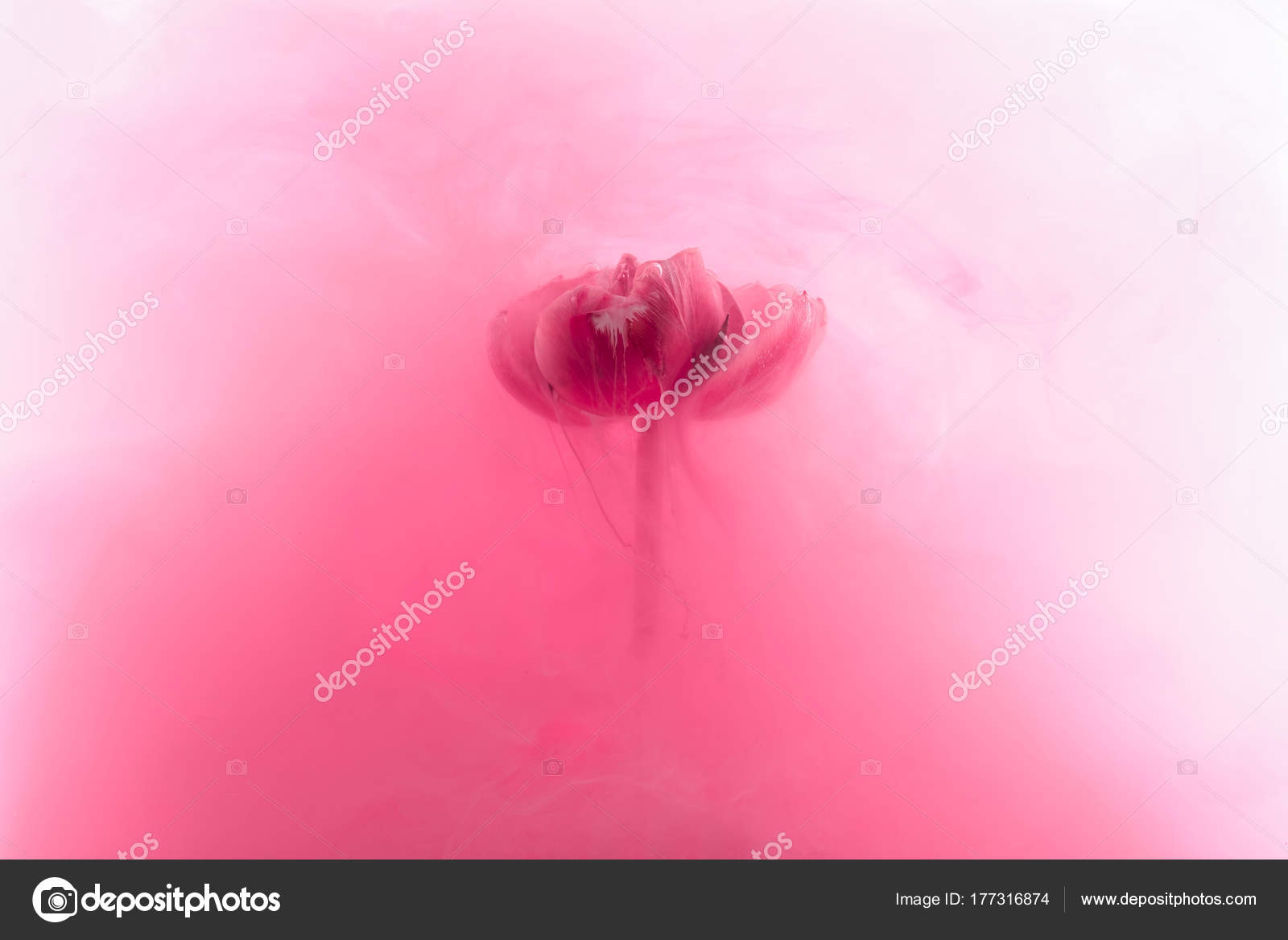 Close View Pink Flower Ink Splash — Stock Photo © VadimVasenin #177316874