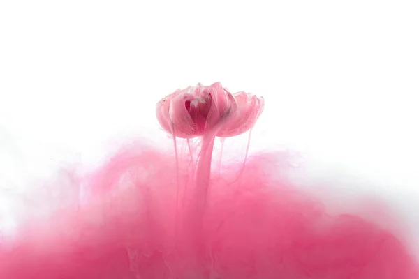Close View Pink Flower Ink Splash Isolated White — Stock Photo ...
