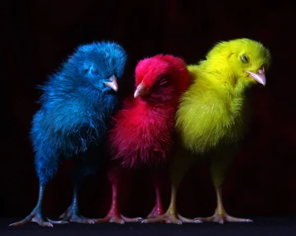 Pollitos de color fotos de stock, imágenes de Pollitos de color sin ...
