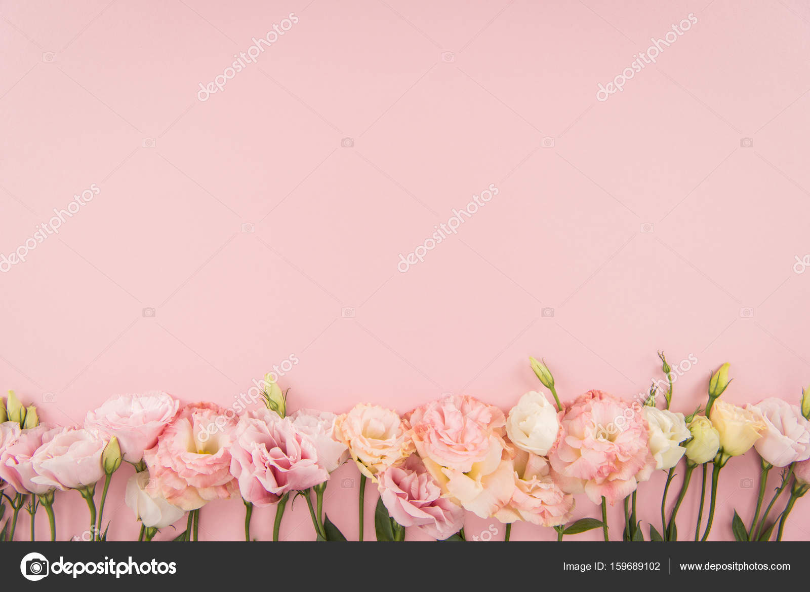Beautiful blooming flowers Stock Photo by ©AntonMatyukha 159689102
