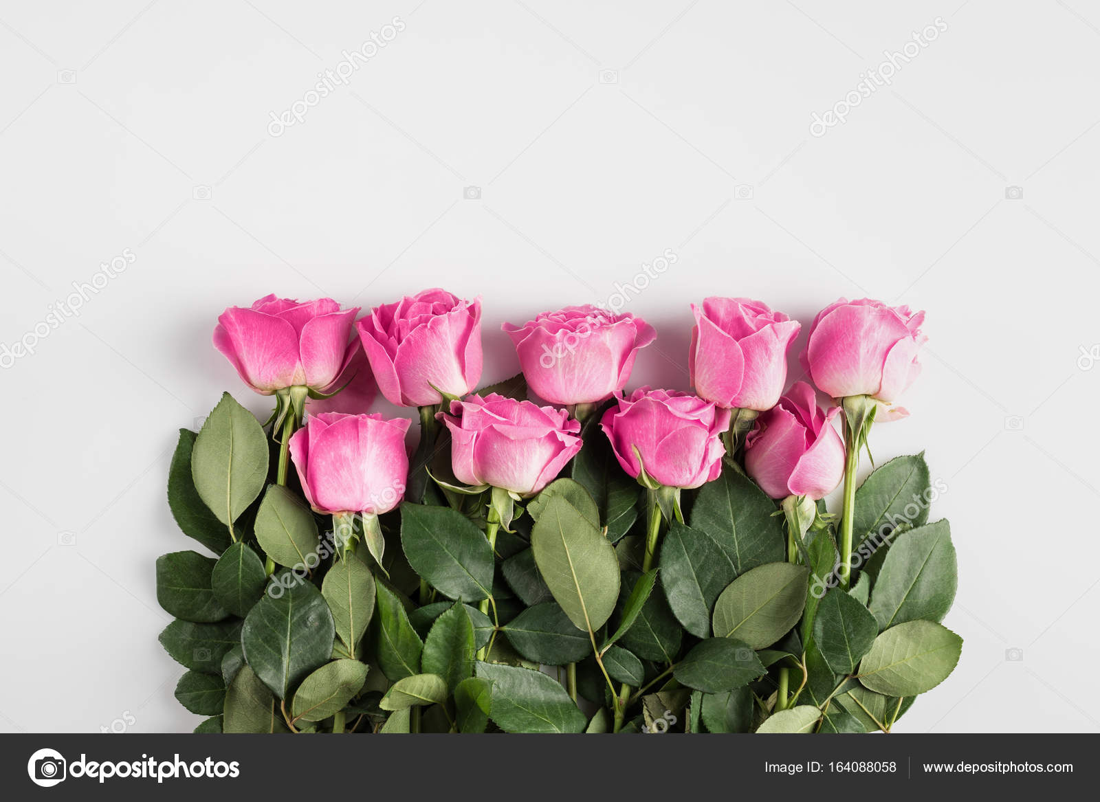 Pink roses — Stock Photo © AntonMatyukha #164088058