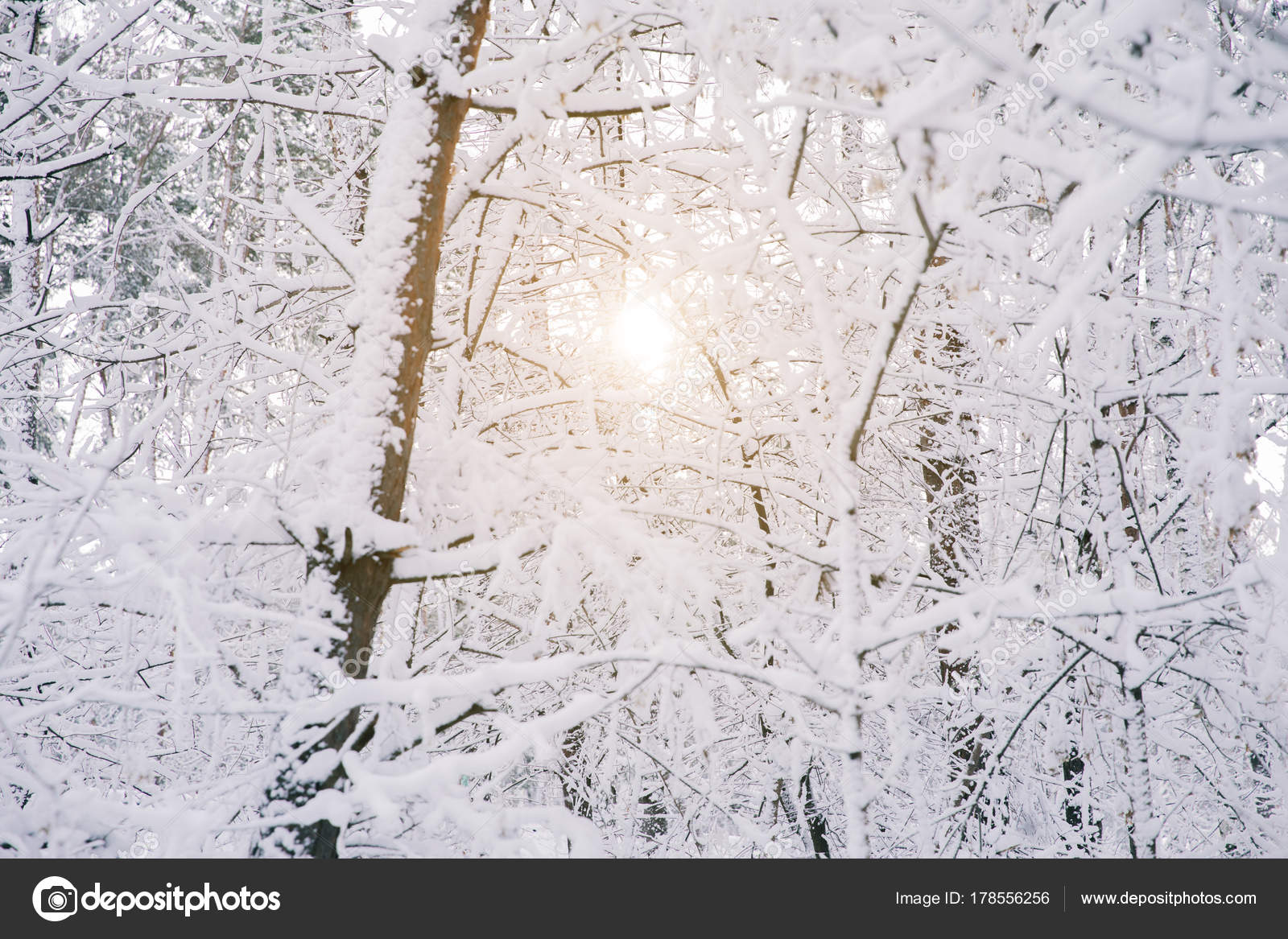Sun Trees Covered Snow Forest — Stock Photo © AntonMatyukha #178556256