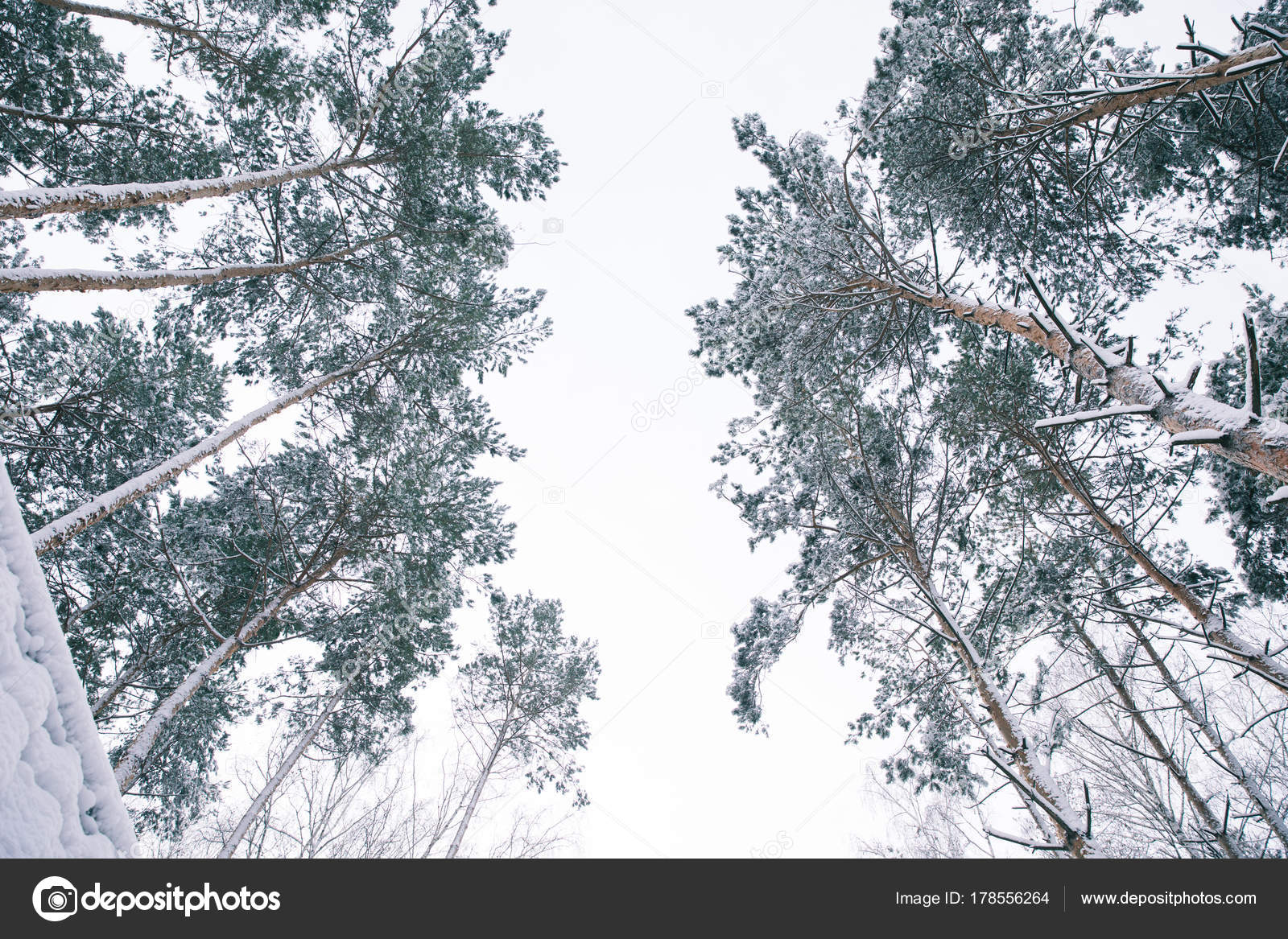 Bottom View Trees Covered Snow Forest — Stock Photo © AntonMatyukha ...