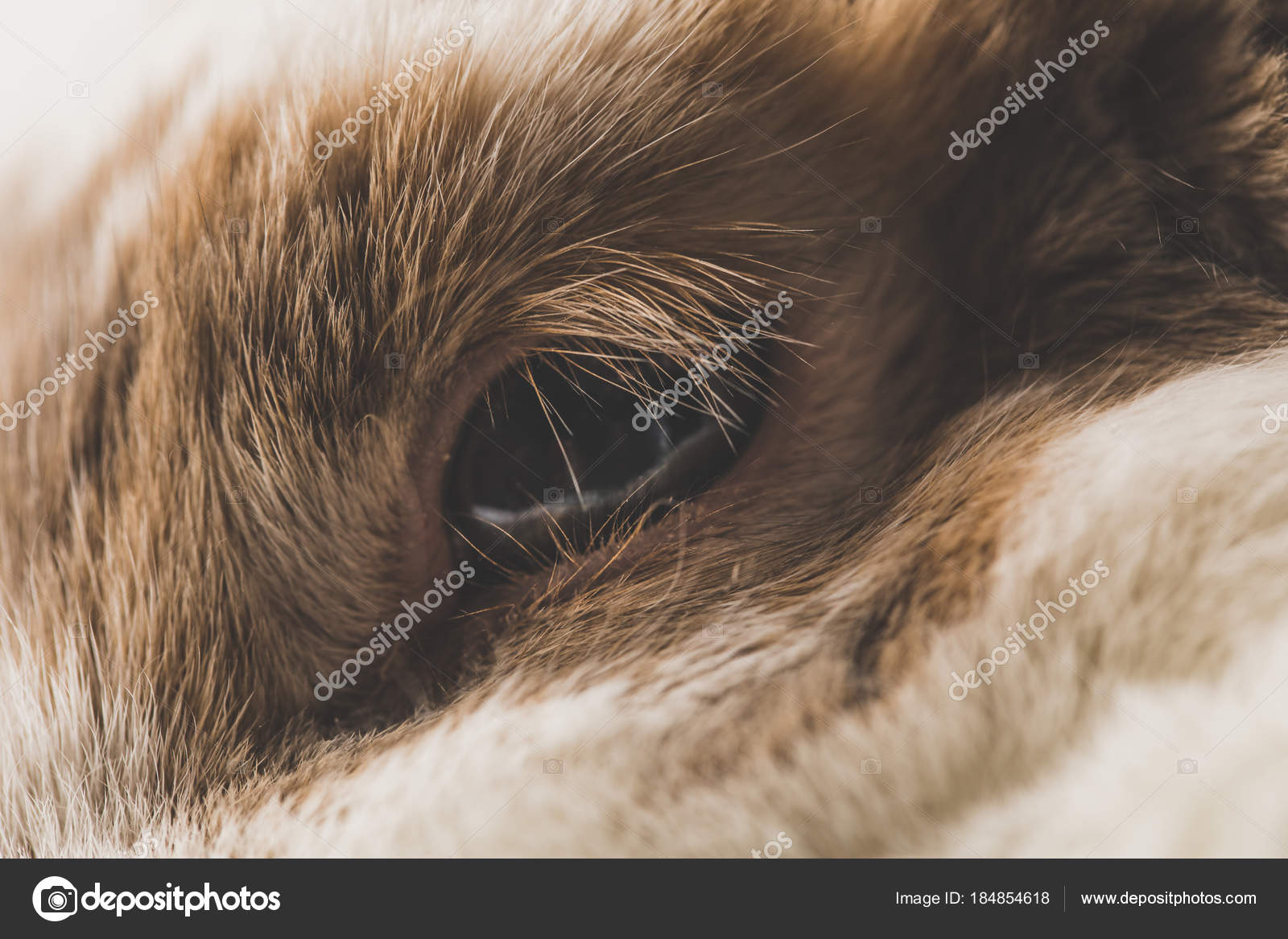Close View Brown White Rabbit Eye — Stock Photo © AntonMatyukha #184854618