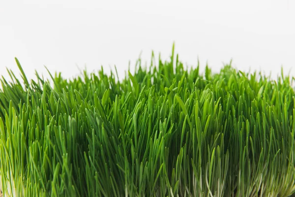 Selective Focus Light Green Grass Forest Background Stock Photo by ...