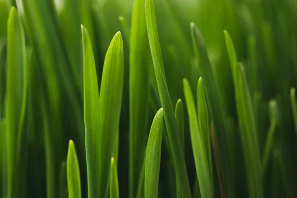 Selective Focus Light Green Grass Forest Background Stock Photo by ...
