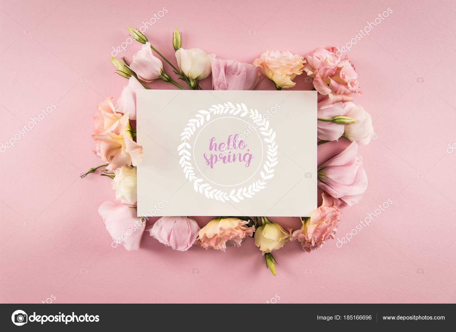 Top View Hello Spring Card Beautiful Blooming Flowers Isolated Pink ...