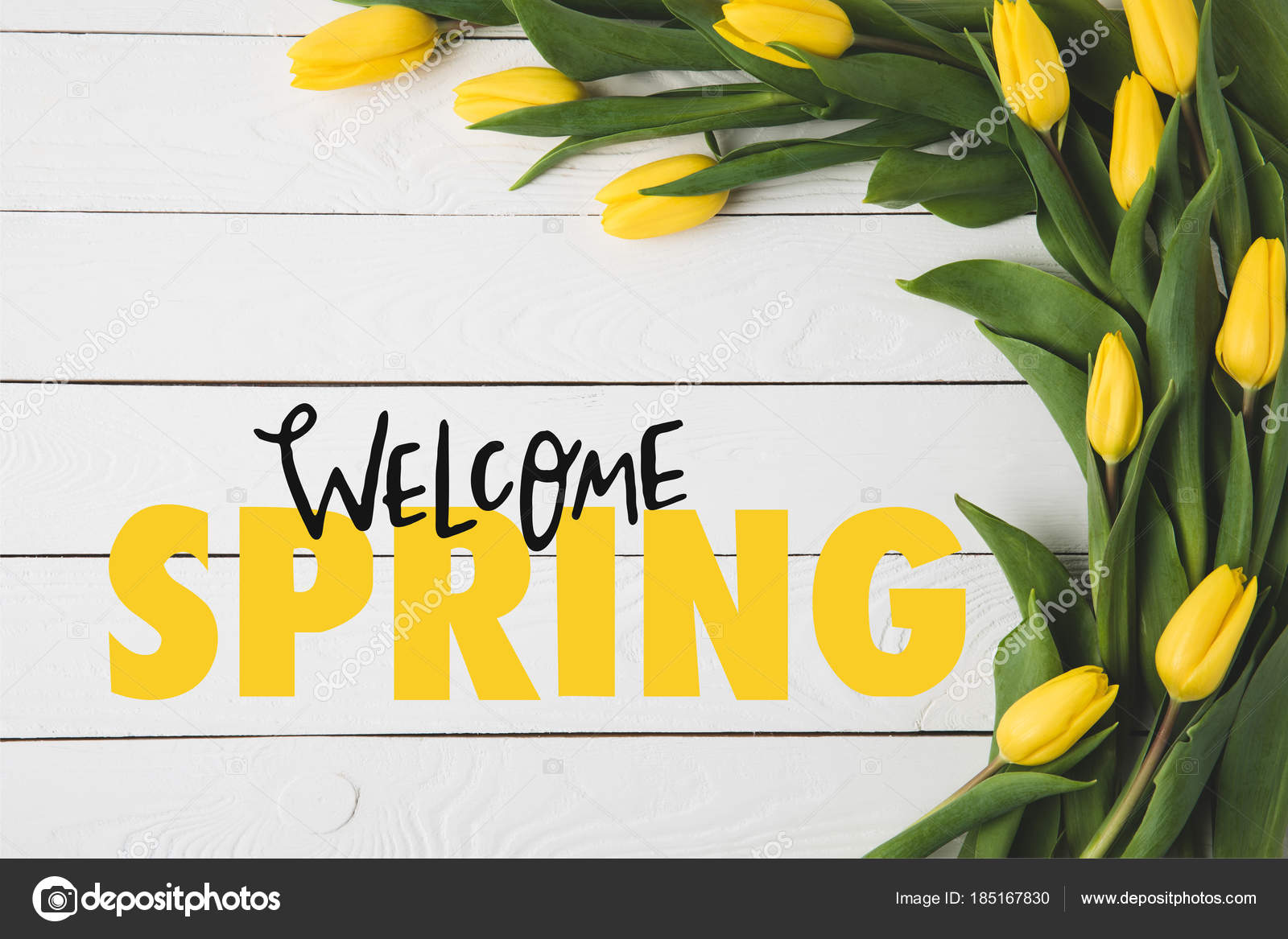 Top View Beautiful Blooming Yellow Tulips Welcome Spring Lettering ...