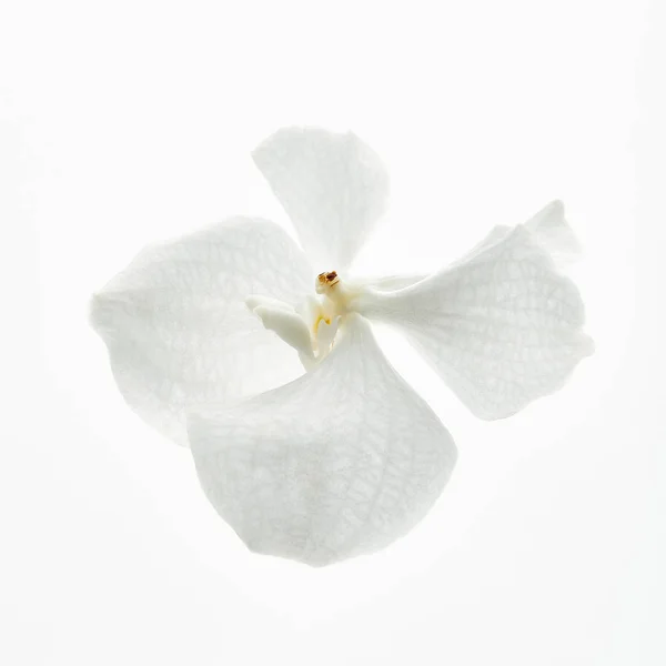 Orchid flower Stock Photos, Royalty Free Orchid flower Images ...