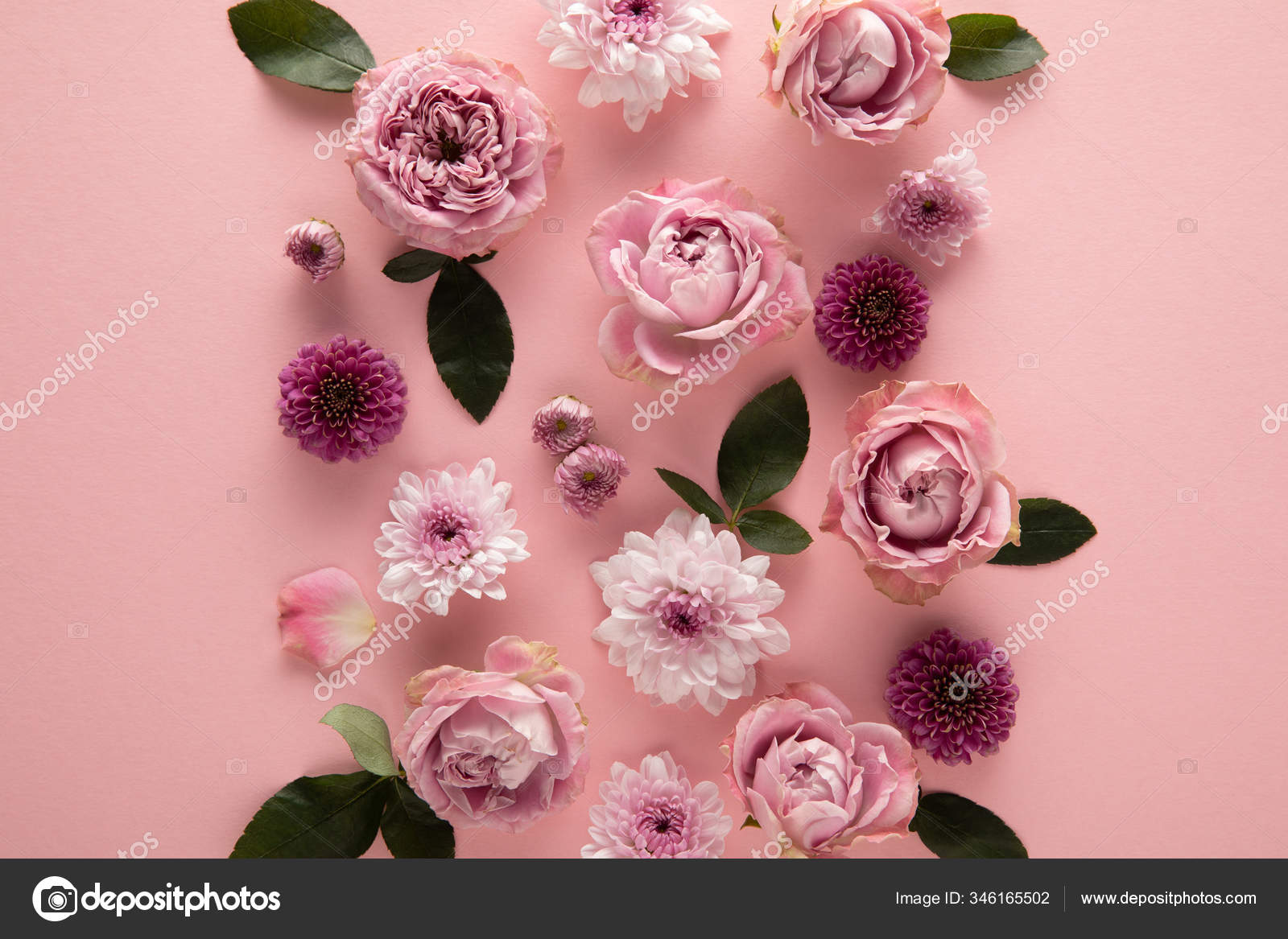 Top View Blooming Spring Flowers Pink Background Stock Photo by ...