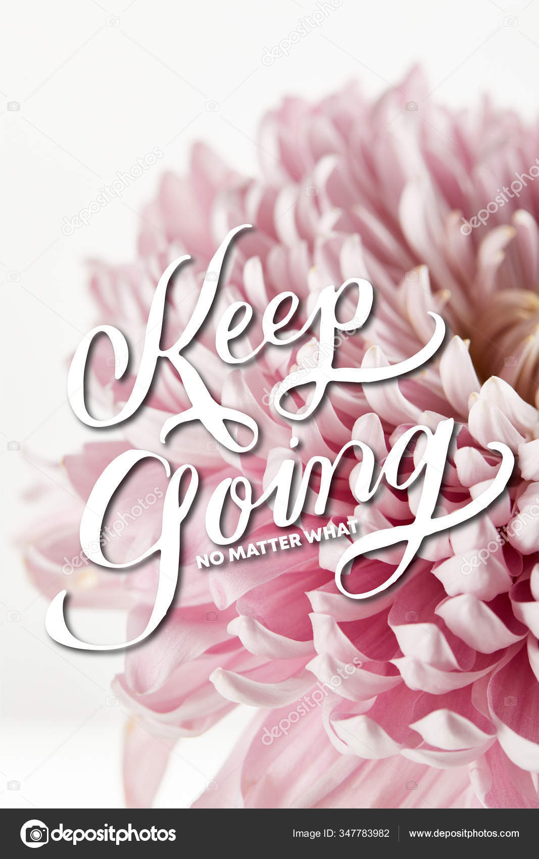 Close View Pink Chrysanthemum Isolated White Keep Going Matter What ...