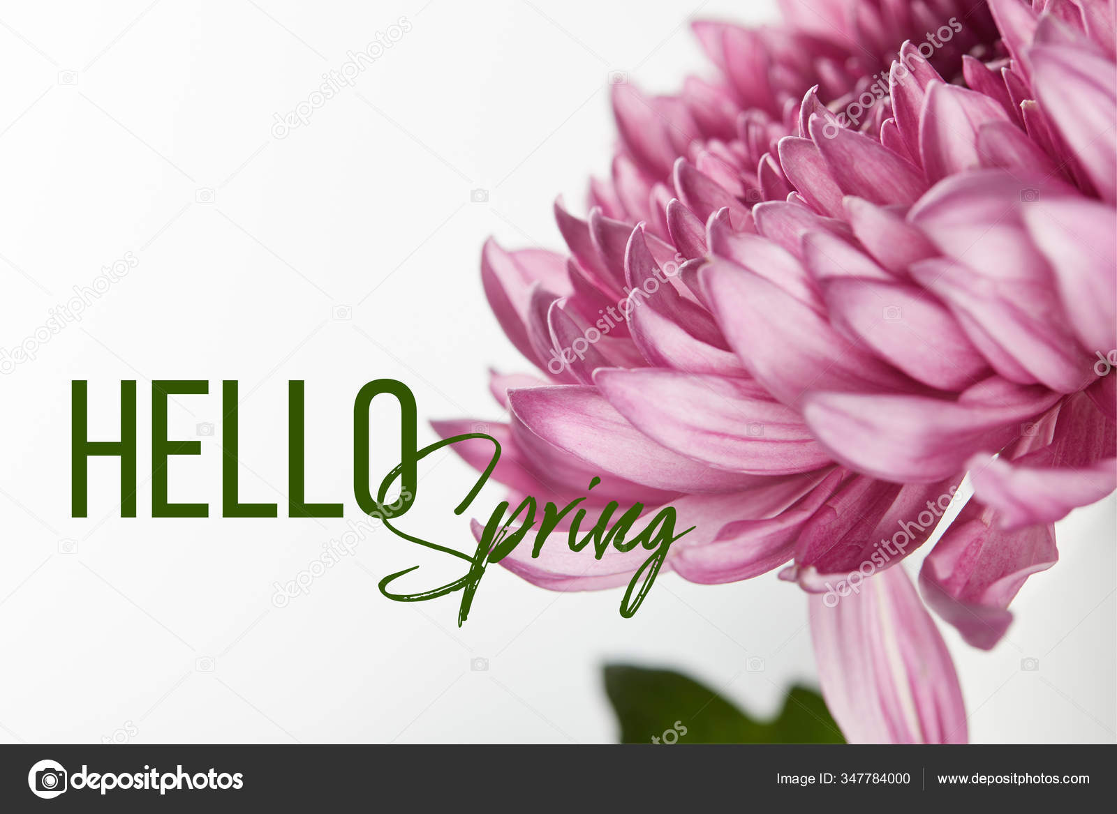 Close View Purple Chrysanthemum Isolated White Hello Spring ...