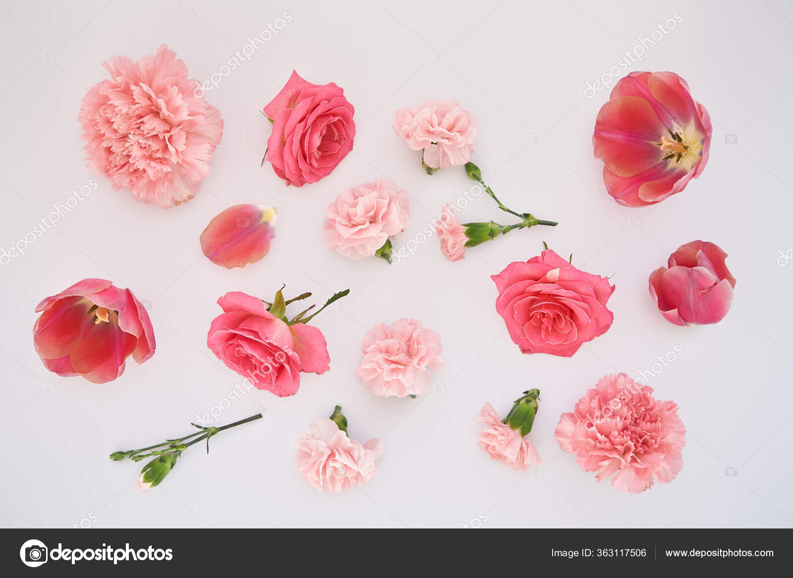 Top View Pink Spring Flowers Scattered White Background Stock Photo by ...