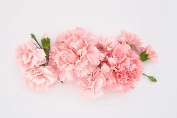 Pink carnations Stock Photos, Royalty Free Pink carnations Images ...
