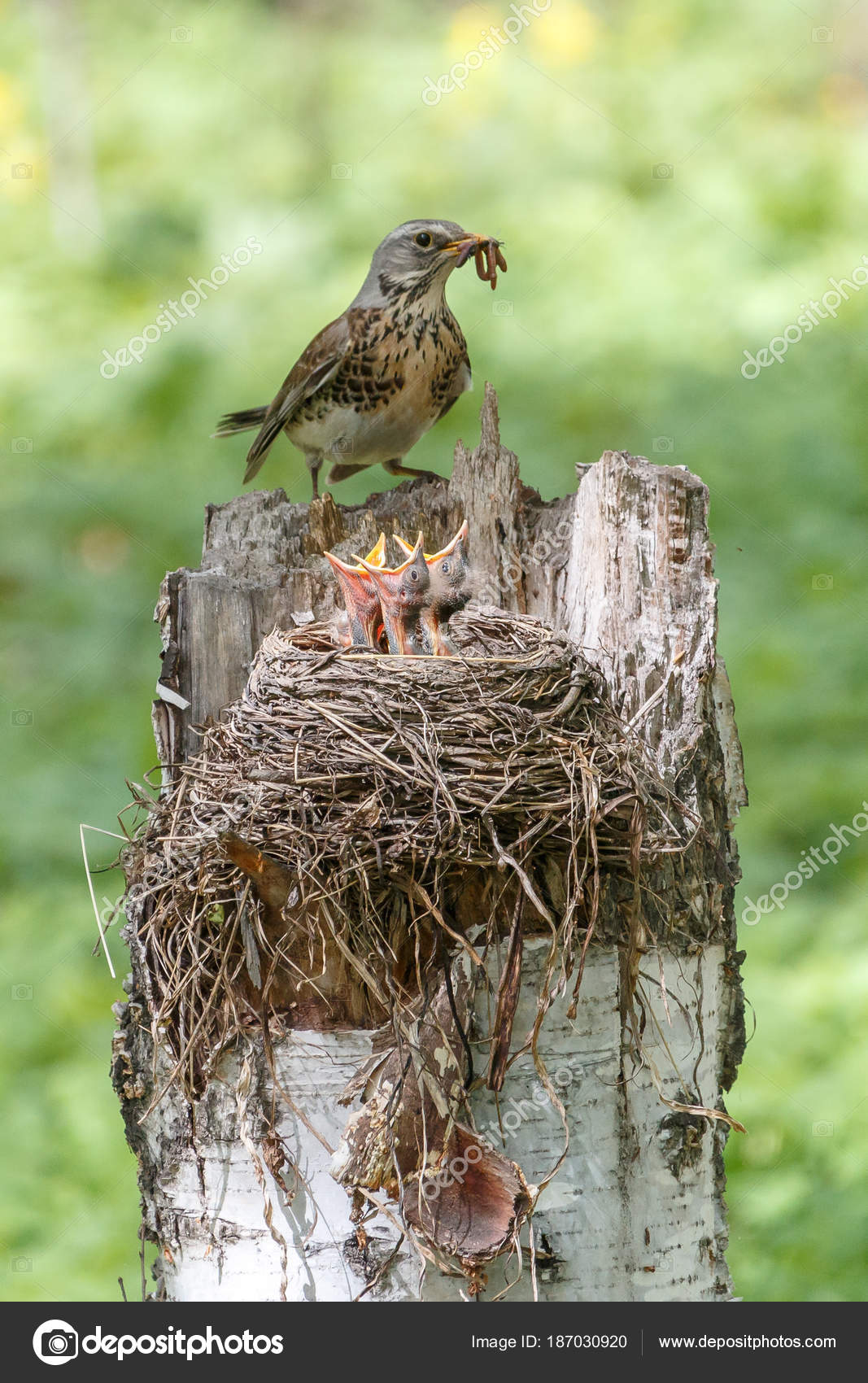 Fieldfare feeding chicks with earthworms (Turdus pilaris) Stock Photo ...