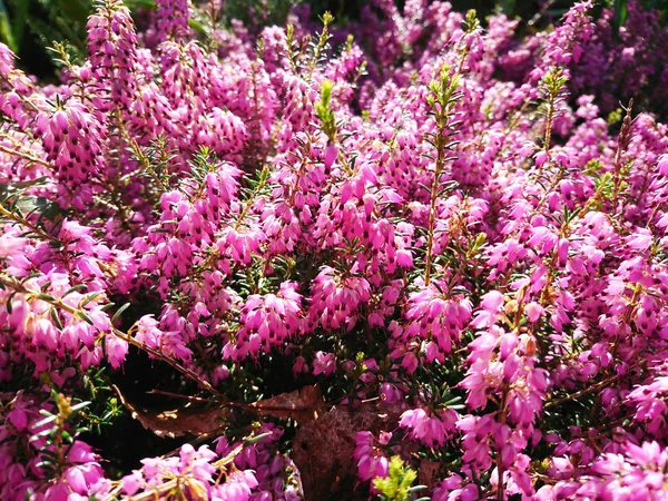 Spring Heather Leaves