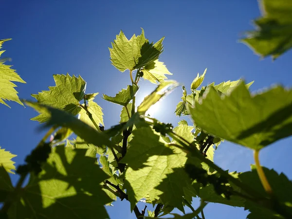 Vine Leaves — Stock Photo © kwest #5238707