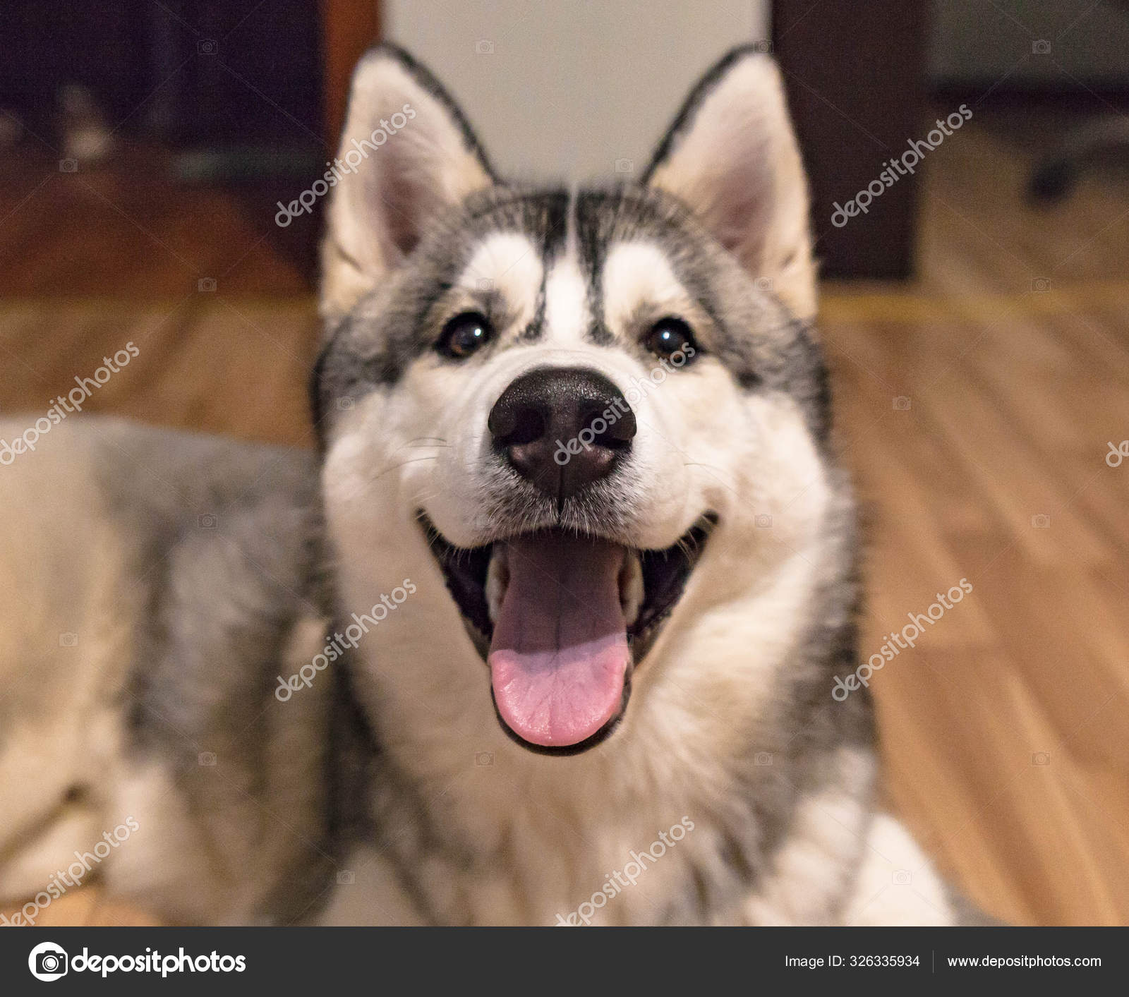 Husky portrait with a huge happy smile. Good view from the mouth ...