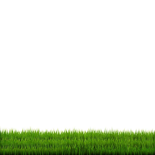 Batas Rumput Hijau Dengan Latar Belakang Putih Terisolasi Vektor Stok ...