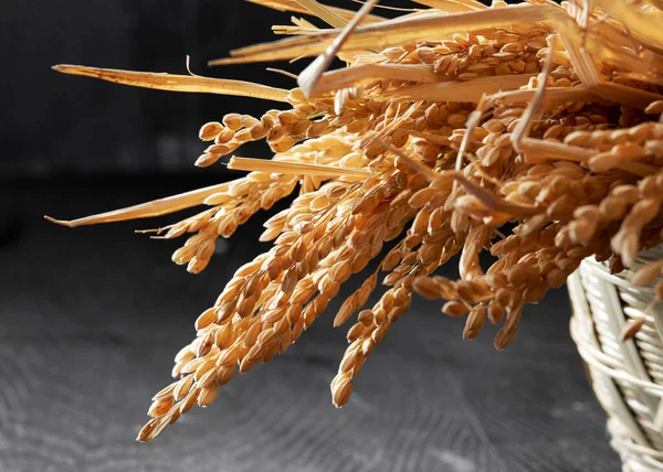 Golden Rice Dark Background Stock Photo by ©lichaoshu 376398888