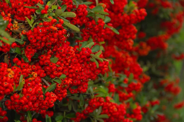 Red berries Stock Photos, Royalty Free Red berries Images | Depositphotos