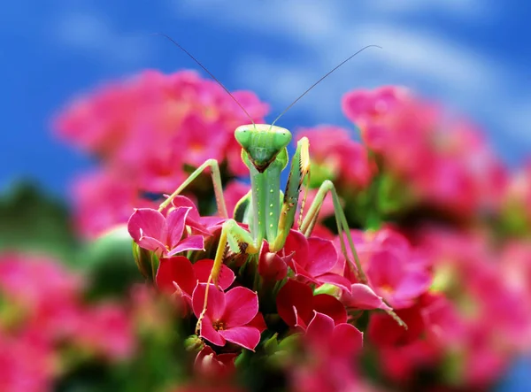 Beautiful mantis Stock Photos, Royalty Free Beautiful mantis Images ...
