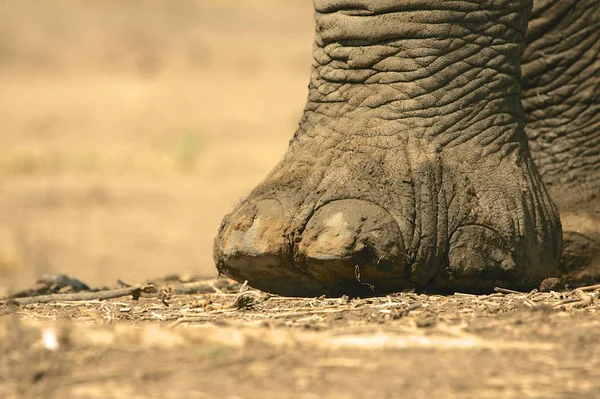 Elephant foot stomp Stock Photos, Royalty Free Elephant foot stomp ...