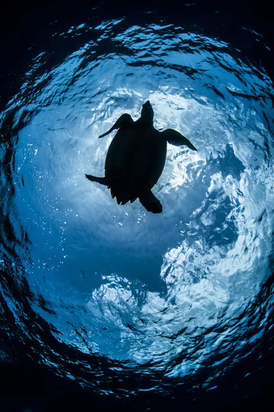 Blue turtle Stock Photos, Royalty Free Blue turtle Images | Depositphotos