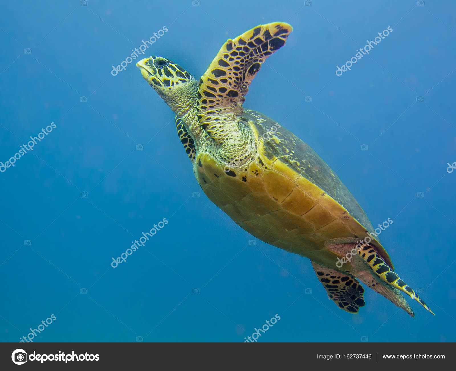 Sea Turtle Side View