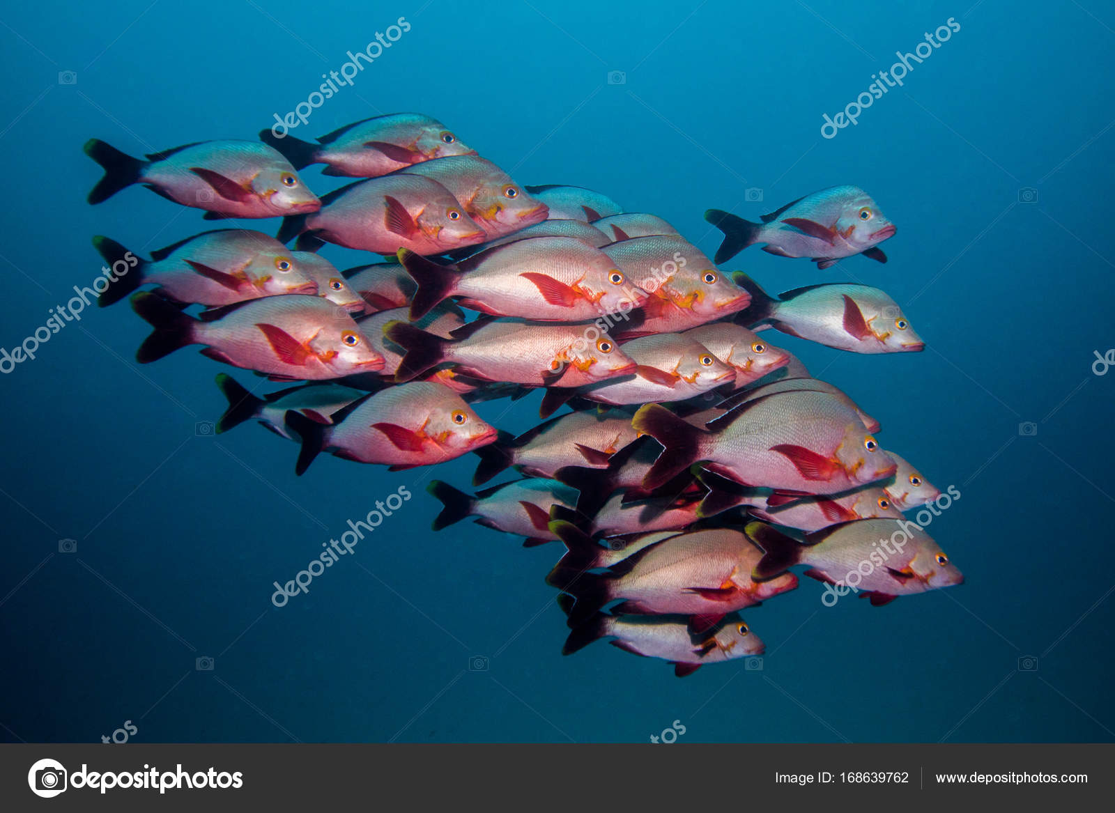 Snapper Fish In Water