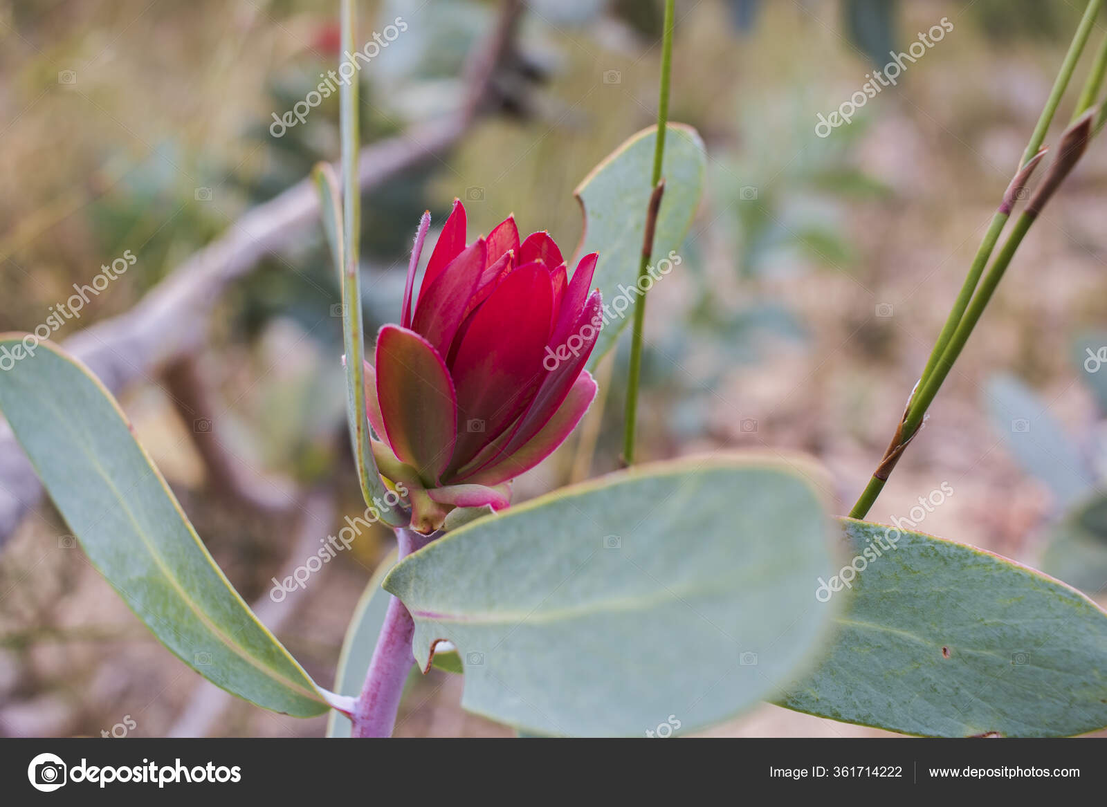 Bright New Leaves Wagon Tree Waboom Protea Nitidia Close Stock Photo by ...